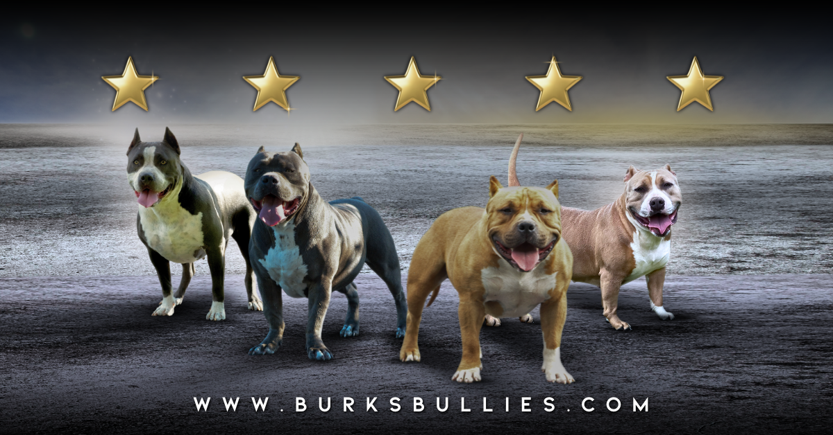 American Bully Studs | Burks 5 Star Bullies
